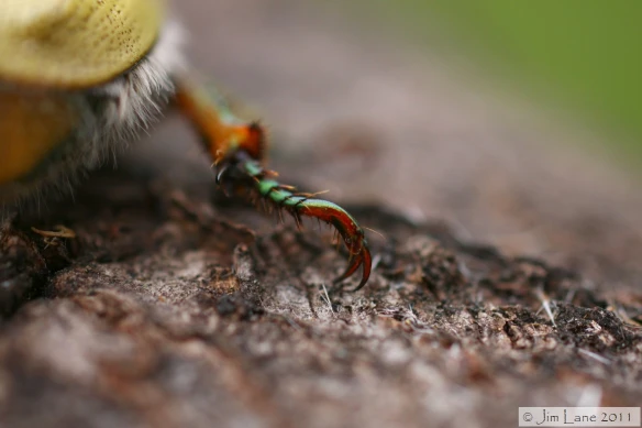 hey gold bugs, here is what those others are really like. have a laugh ...